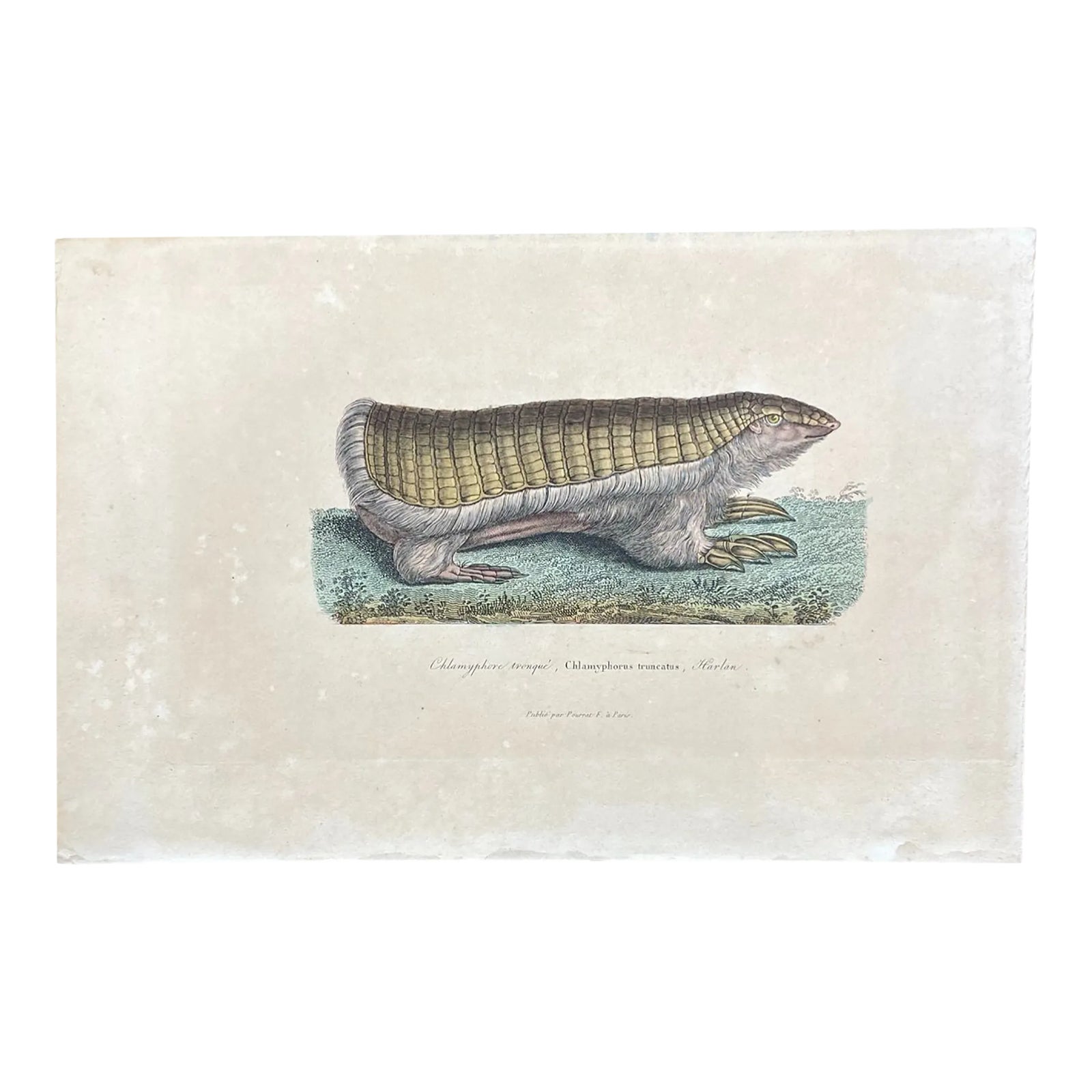 French Antique 18th Century "Chlamyphorus Tronque" Animal Engraving ...