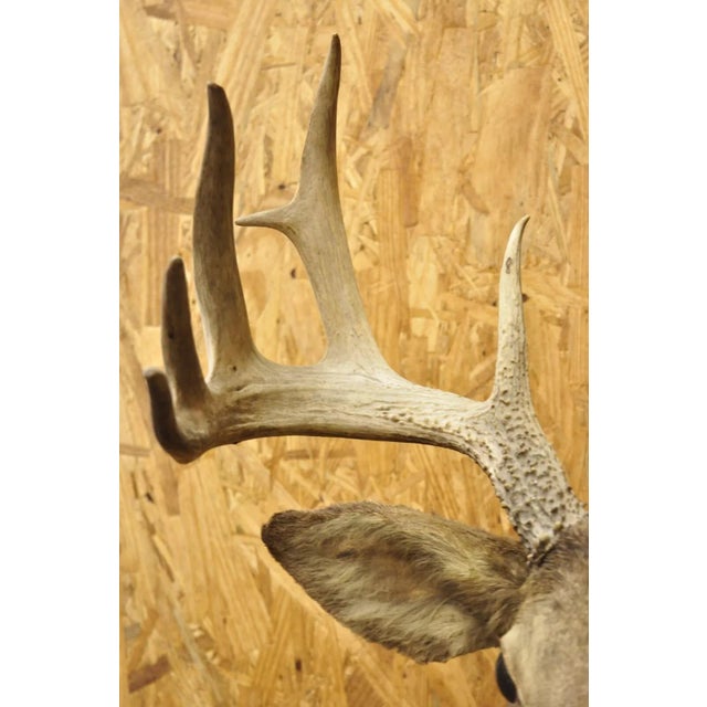 Vintage Red Deer Shoulder Mount Antler Horn Rack Taxidermy Cabin Wall ...