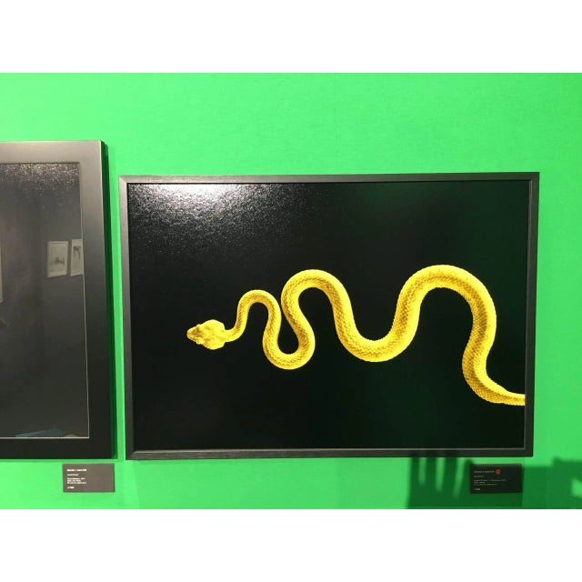 Eyelash Pit Viper #1 by Brad Wilson - Animal Portrait Photography ...