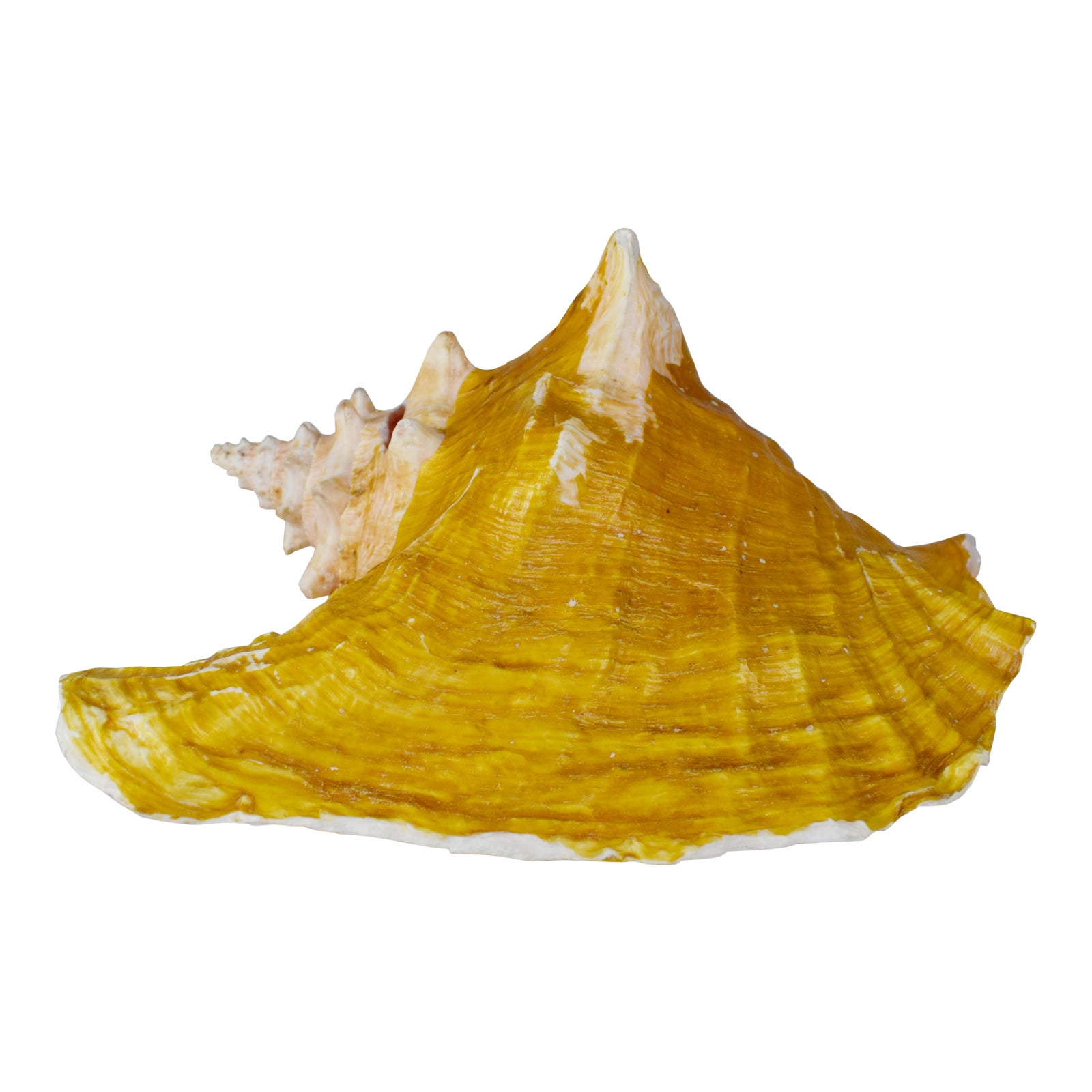 Vintage Natural Conch Shell Nautical Coastal Decor | Chairish