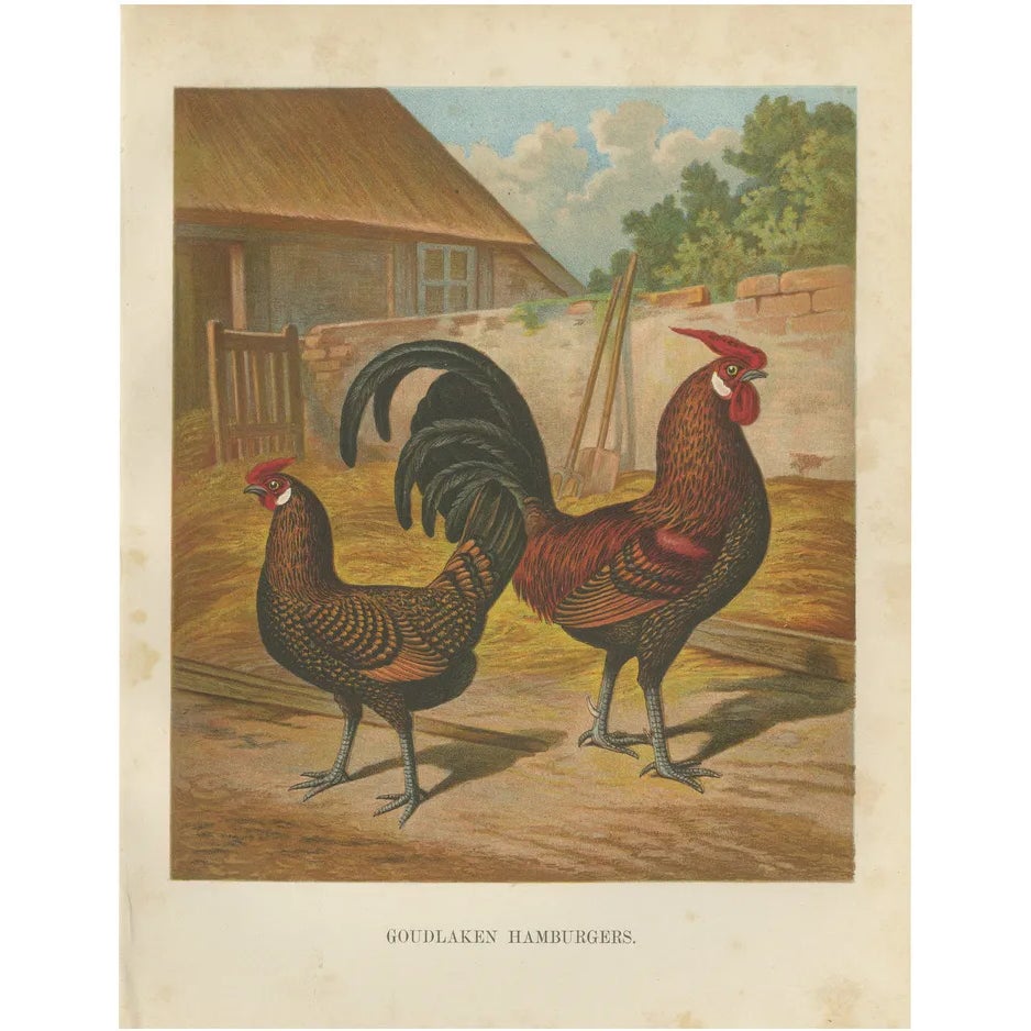 Foerster, The Golden Spangled Hamburg Chicken, Lithograph, 1888 | Chairish