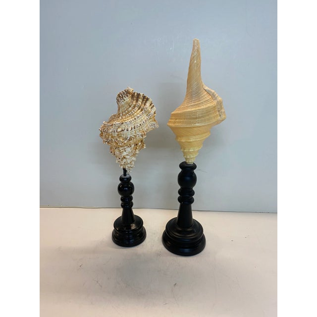 Pair of Late 20th Century Natural Garniture Shell on Stand | Chairish
