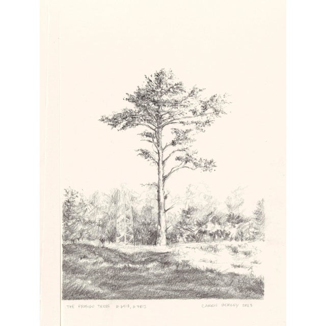 Drawing Original Presidio Trees 8*10 Landscape Pencil Art by Carrie ...