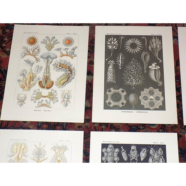 Antique 19th Century Ernst Haeckel Hand Colored Sea Creature ...