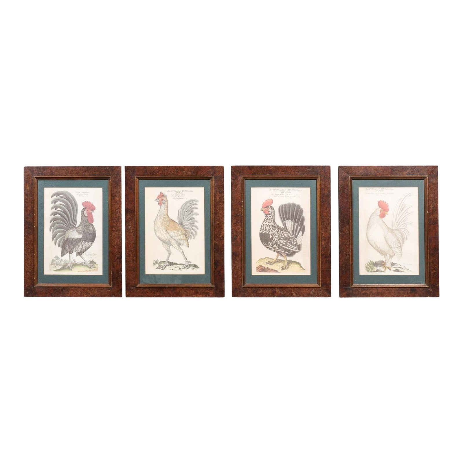 Early 20th Century Turn of the Century German Cockerel Prints in Burr ...