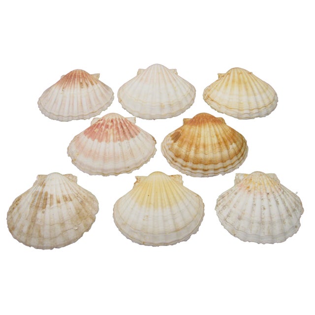 French Mediterranean Scallop Shells - Set of 8 | Chairish