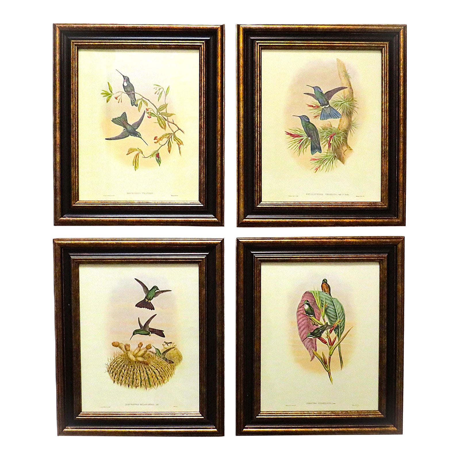 Set of 4 John Gould Humming Bird Framed Prints | Chairish