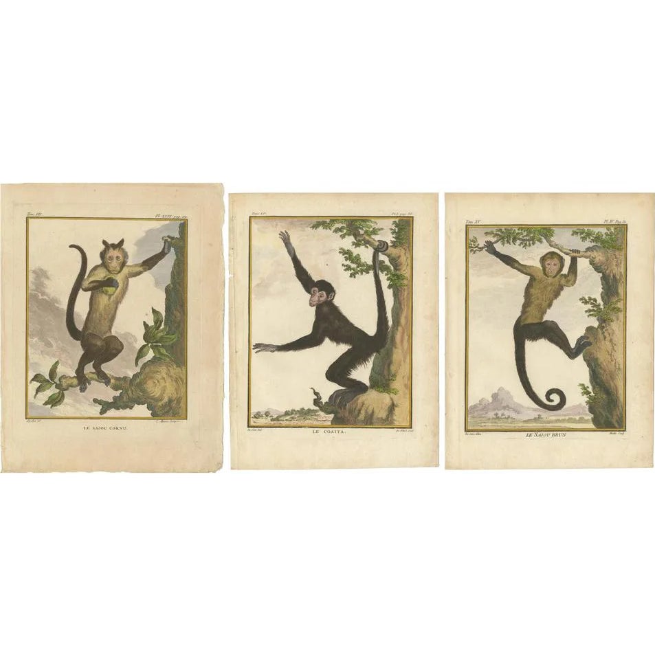 After Buffon, Capuchin Monkeys, Paper, Set of 3 | Chairish
