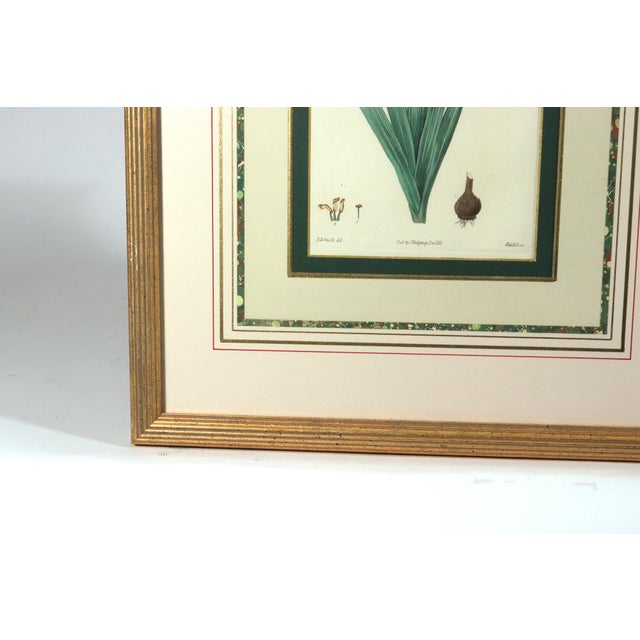 Botanical Hand-Colored Copperplate Engraving of Heart-Leaved Lychnidea ...