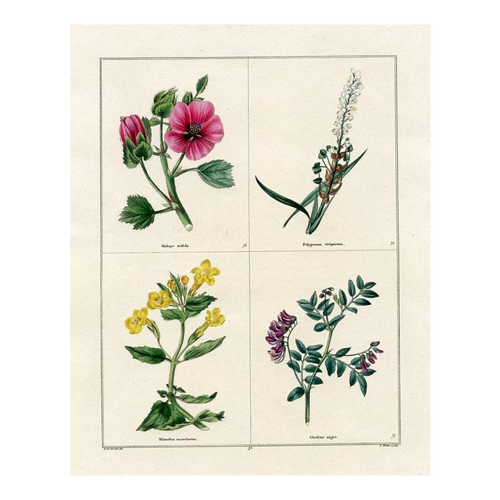 1829, Monkey-Flower Botanical Print, the Botanic Garden, Original ...
