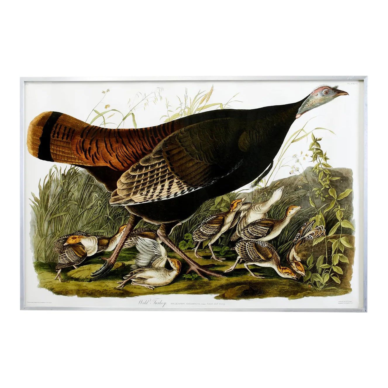 Audubon Wild Turkey Plate #6 Havell Oppenheimer Edition | Chairish