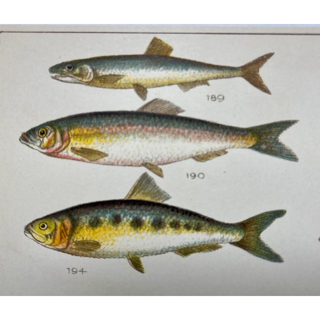 Antique Fish Print From England Featuring a Pike, Sharpchin Barracudina ...