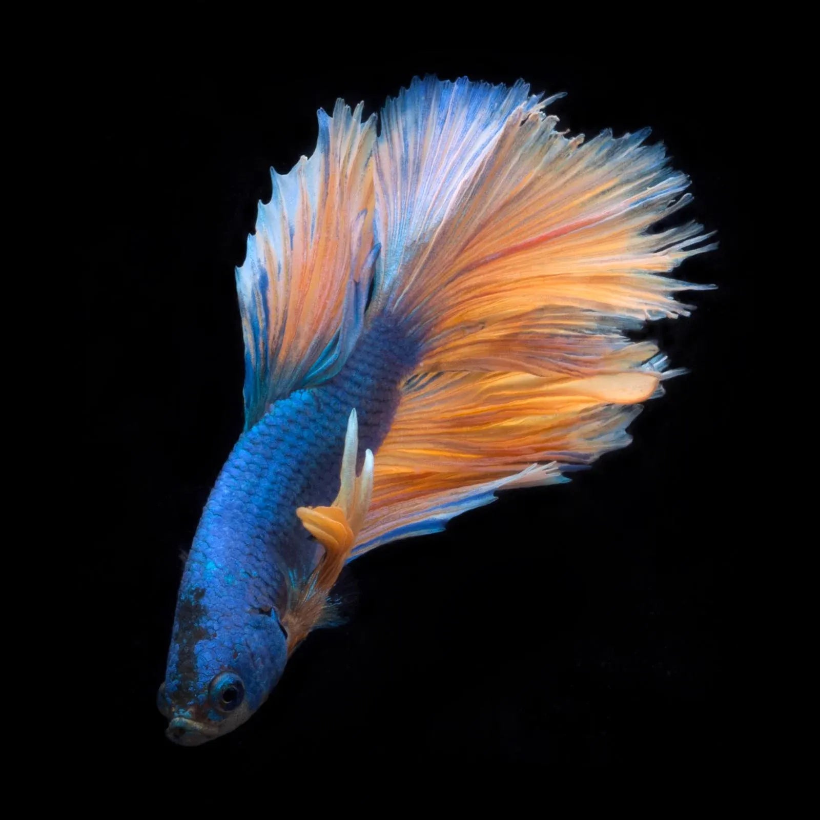 "Betta 75" Contemporary Photograph of a Fish | Chairish