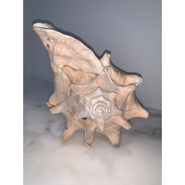 Vintage Queen Conch Shell Specimen | Chairish