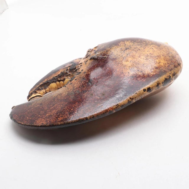 Very Large Sea Shell Lobster Claw Specimen | Chairish