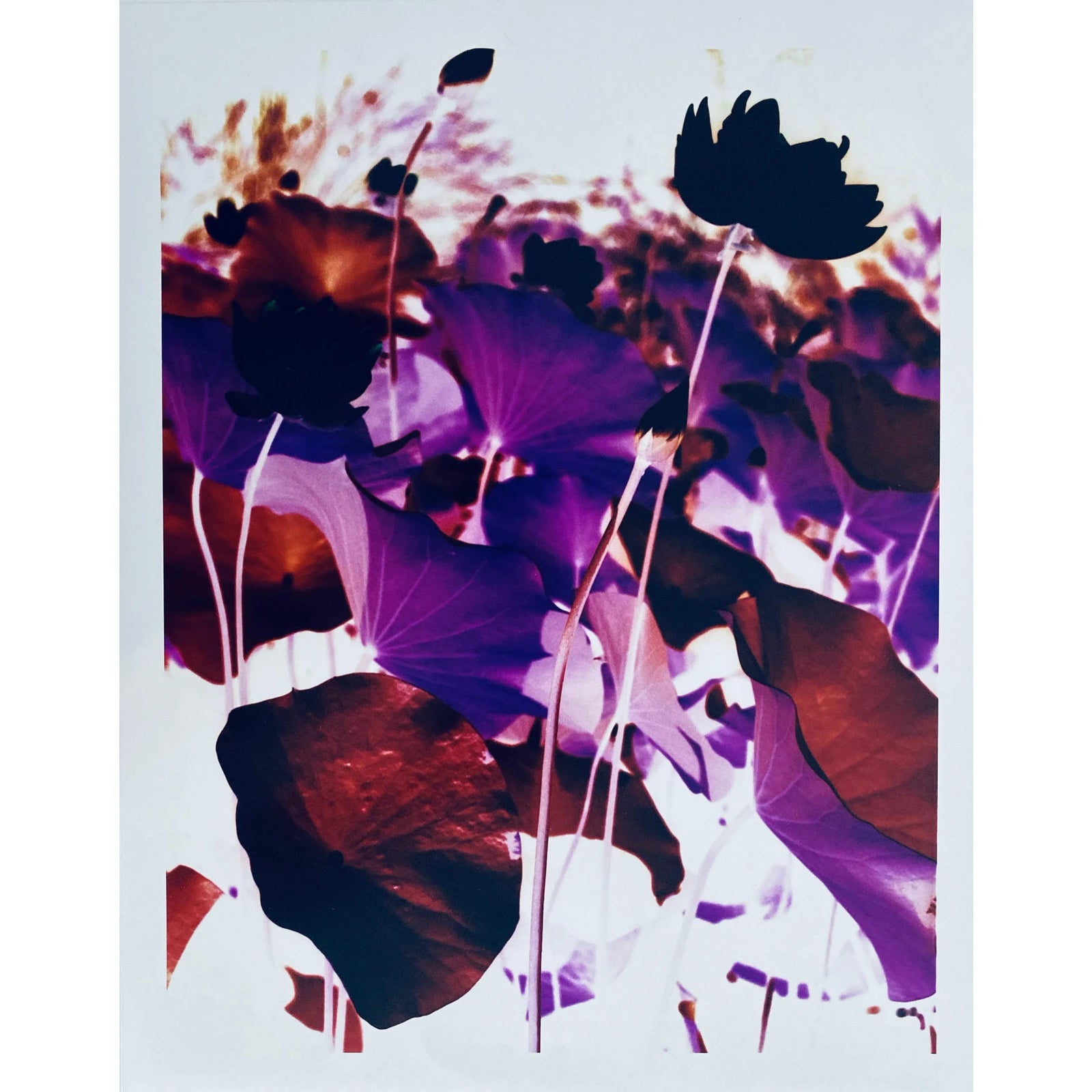 Jeffrey Rothstein, Flora Fauna Series Vintage Color Photograph Abstract ...