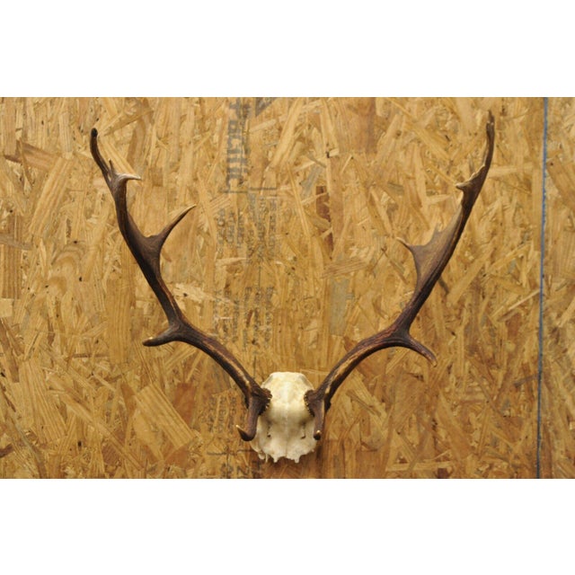 Vintage European Fallow Deer Skull Cap Mount Antlers Taxidermy Cabin ...