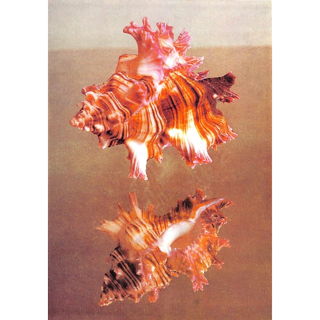 "The Shell: Five Hundred Million Years of Inspired Design" 1988 Stix ...