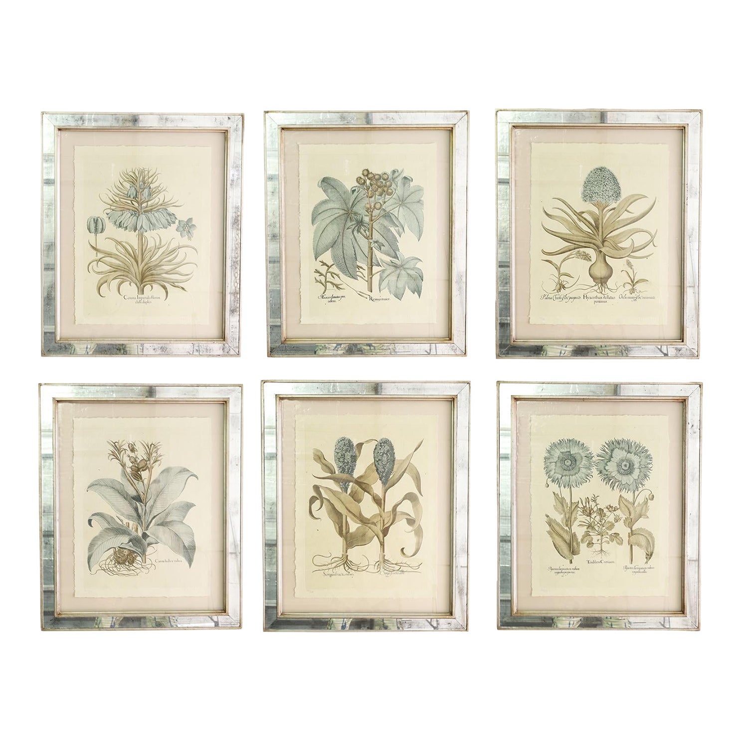 Set of Six Trowbridge Botanical Prints in Mirrored Frames | Chairish