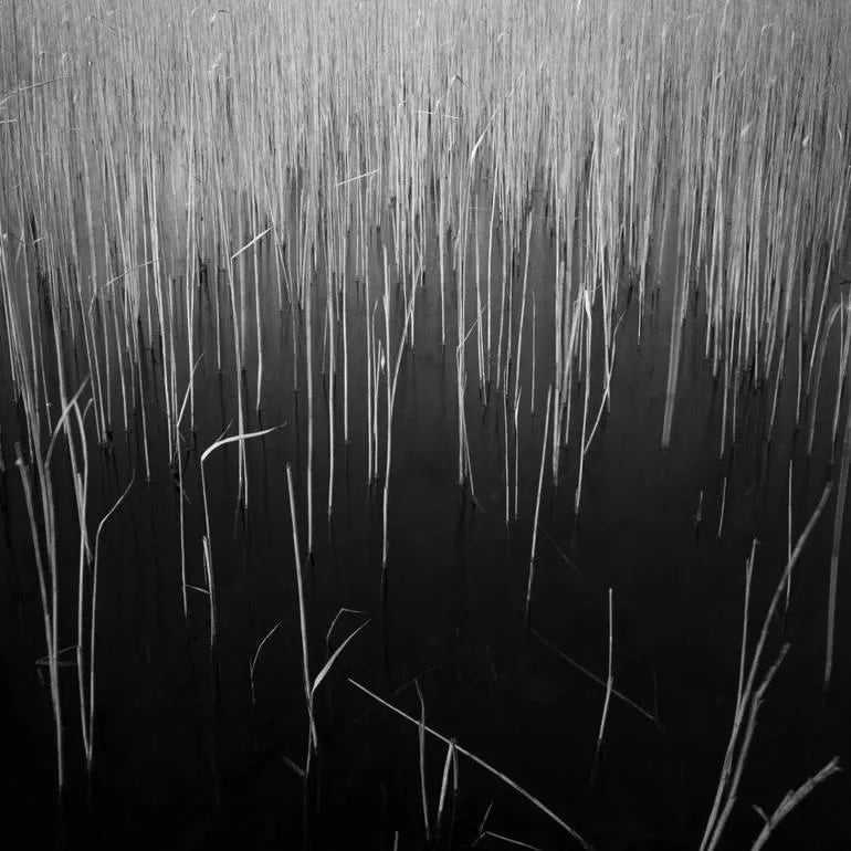 Paul Cooklin, Water Reeds, Silver Gelatin Photograph | Chairish