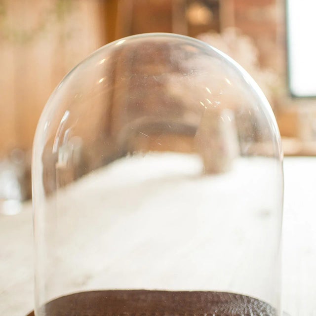 1890's Antique Specimen Display Dome | Chairish