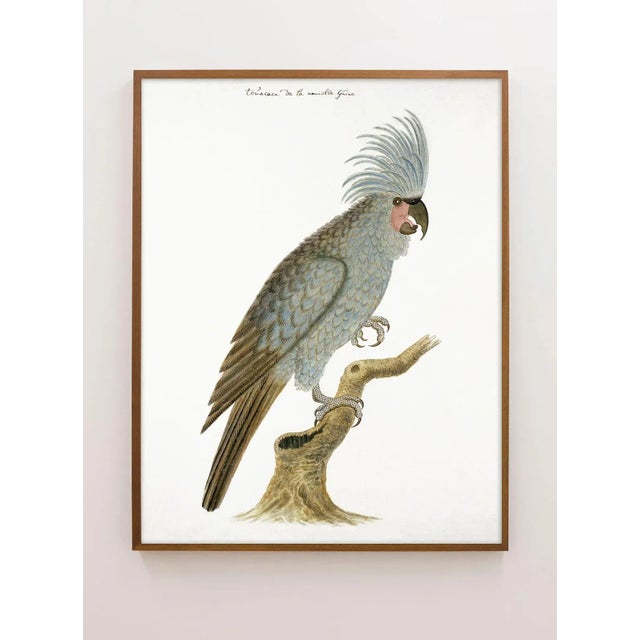Cockatoo Bird Print | Chairish