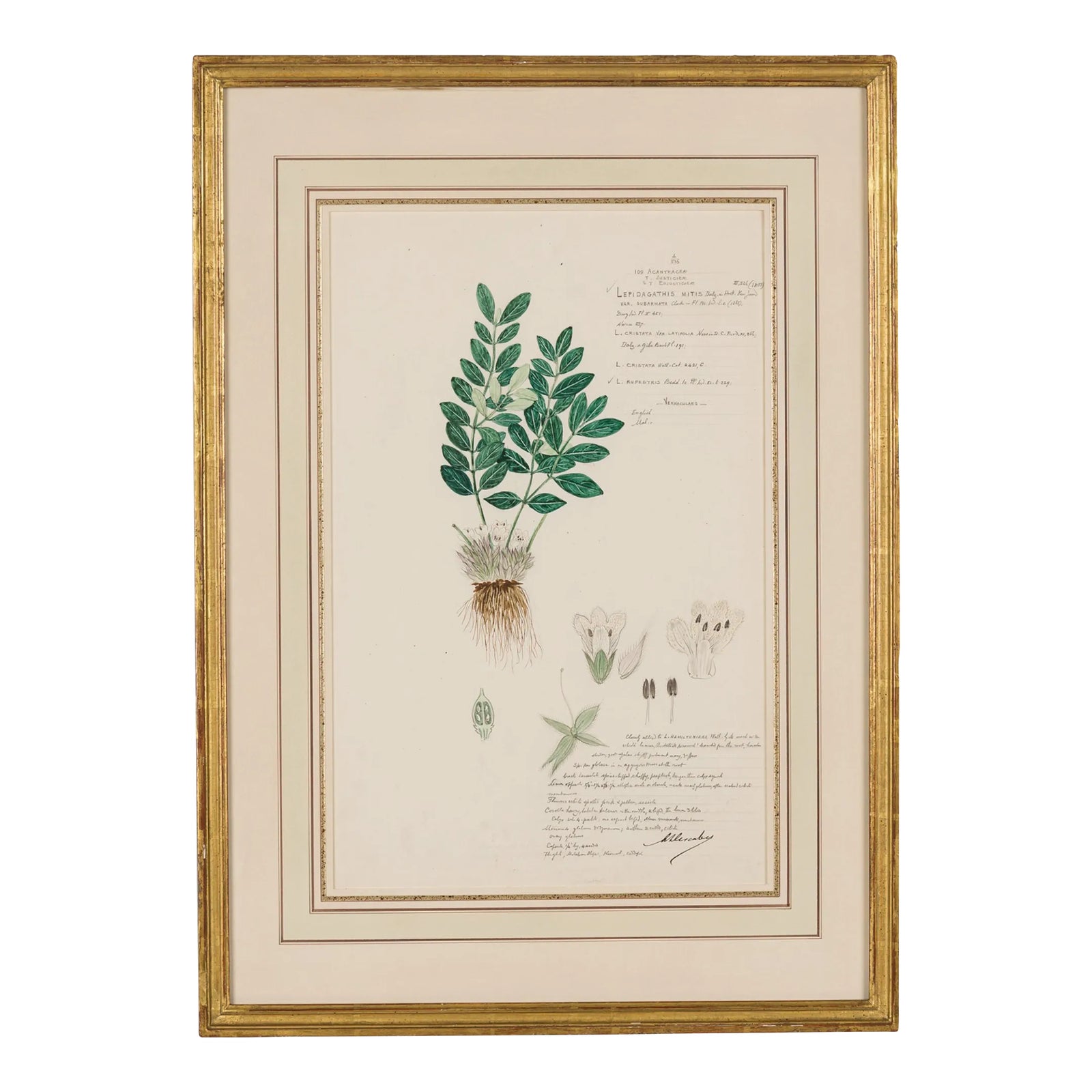 Framed American Victorian 19th Century Watercolor Botanical Drawing ...