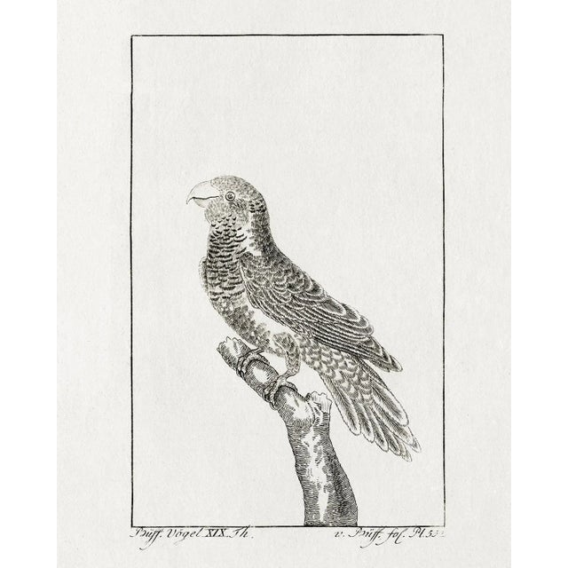 Black and White Bird Etching Print | Chairish
