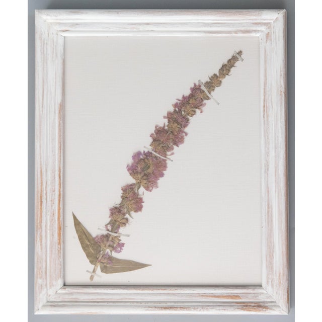 Custom Framed White Washed Scandinavian Herbarium Gallery, Circa 1920 - Set of 9 | Chairish