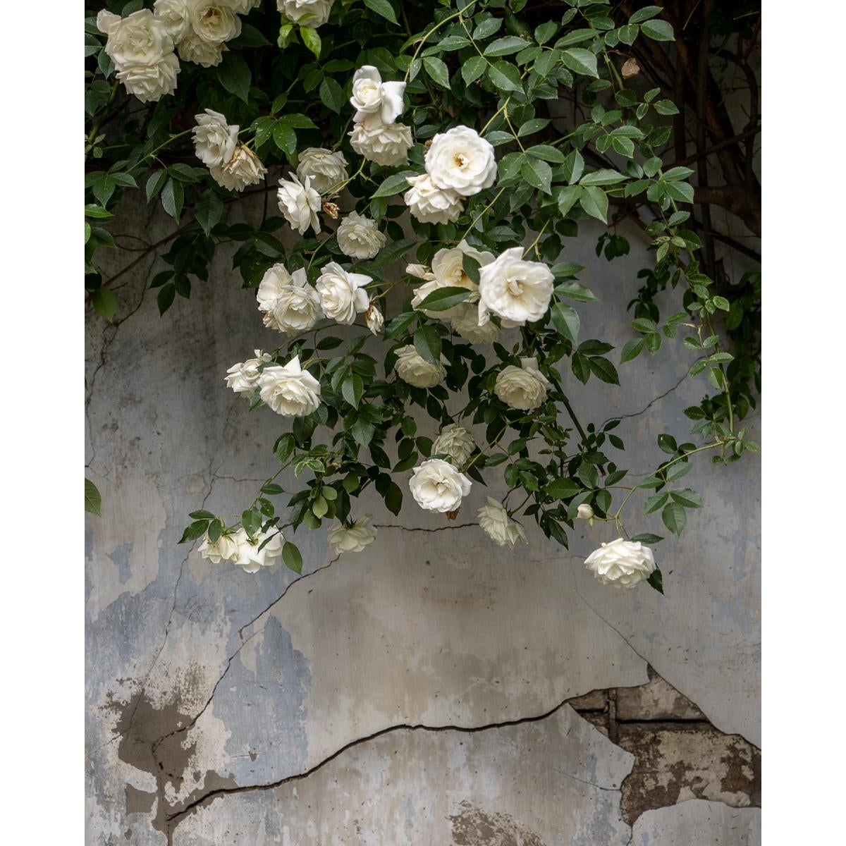 "Falling Roses" Limited Edition Medium-Size Photography Print by Joanna ...