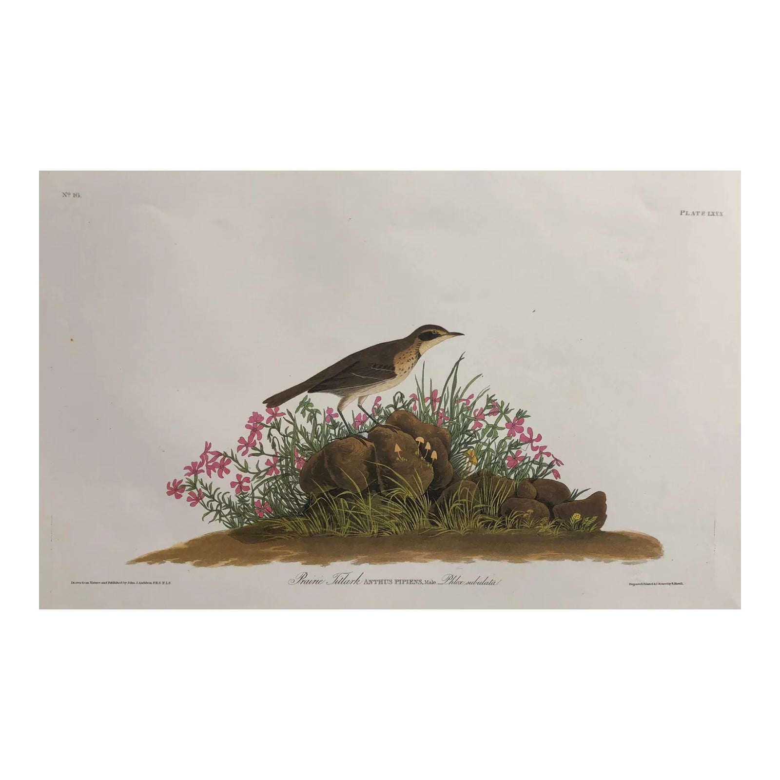 Audubon Prairie Titlark From the Abbeville Edition | Chairish