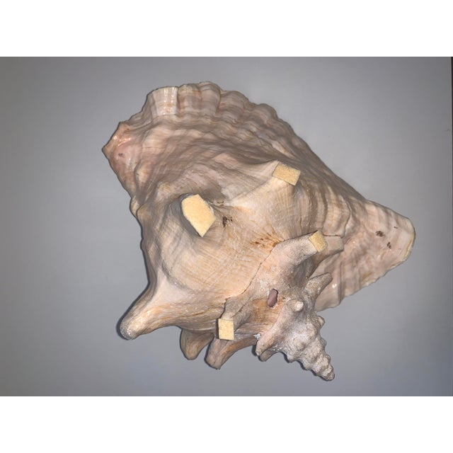Vintage Queen Conch Shell Specimen | Chairish