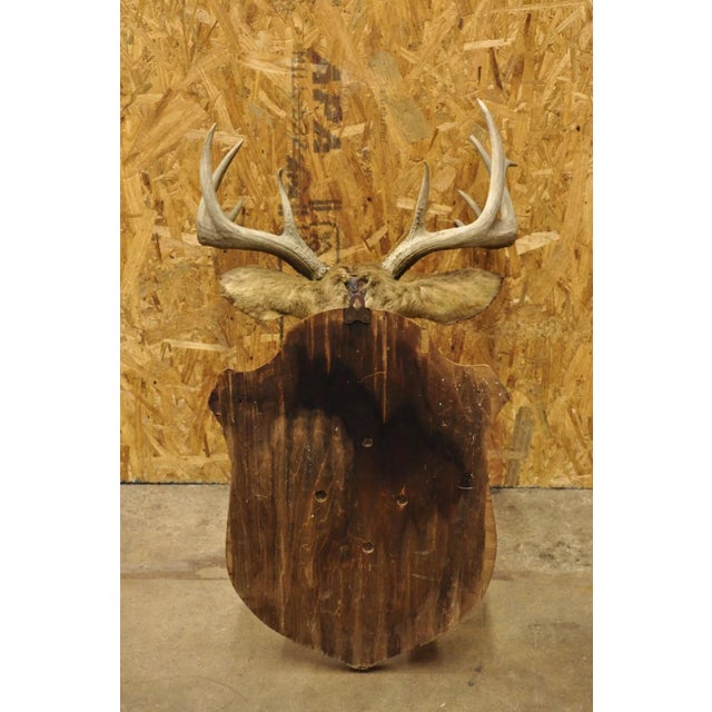 Vintage Red Deer Shoulder Mount Antler Horn Rack Taxidermy Cabin Wall ...