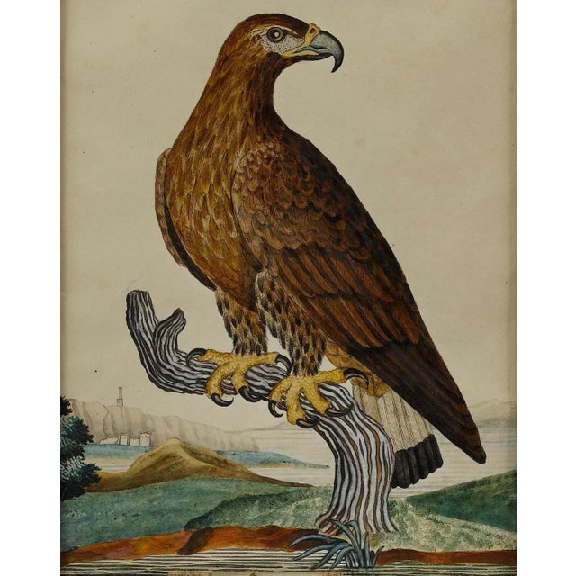 "Ring Tail Eagle" by William Goodall, Watercolor and Ink Drawing, Early ...