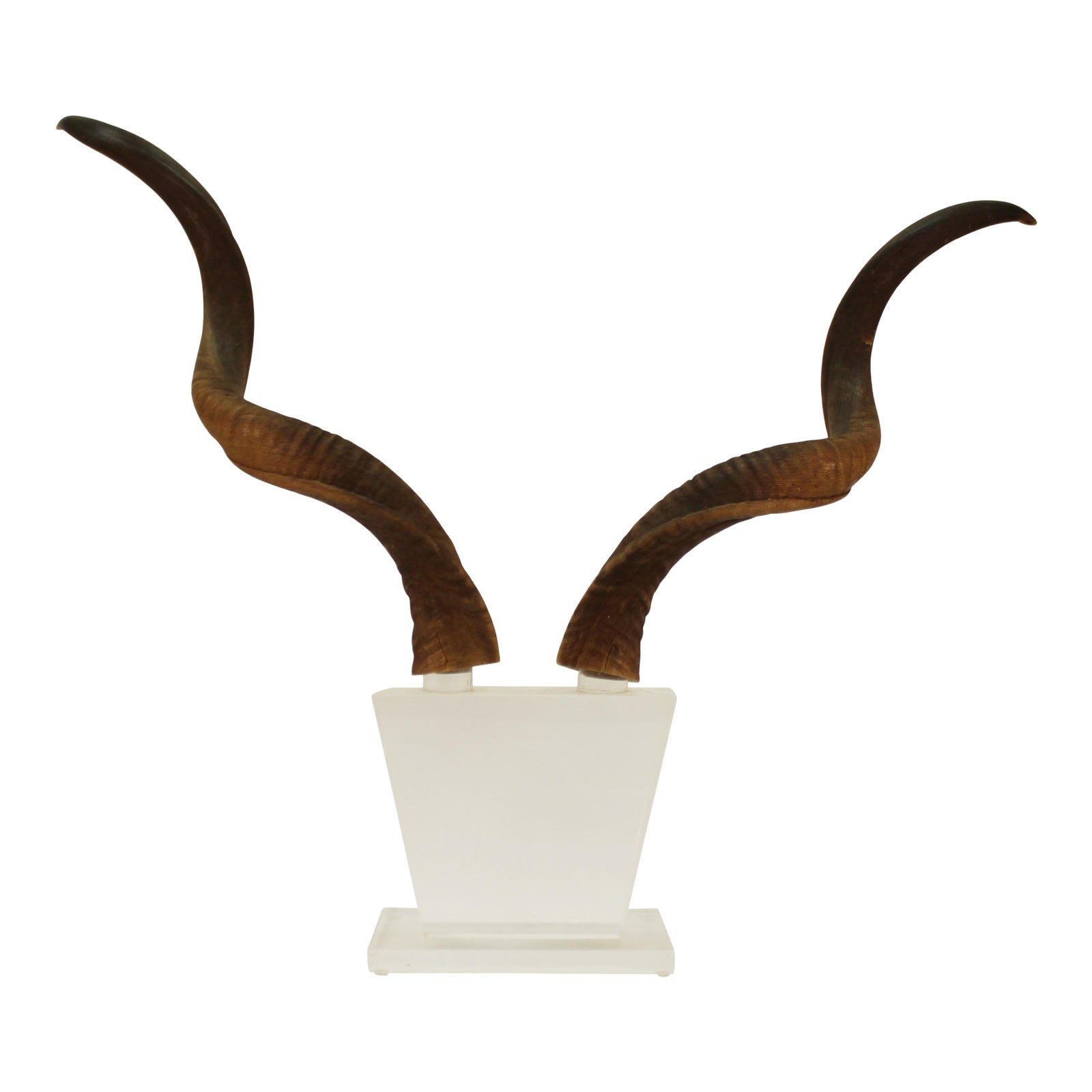 Mid-Century Modern Antelope Antlers on Lucite Stand | Chairish