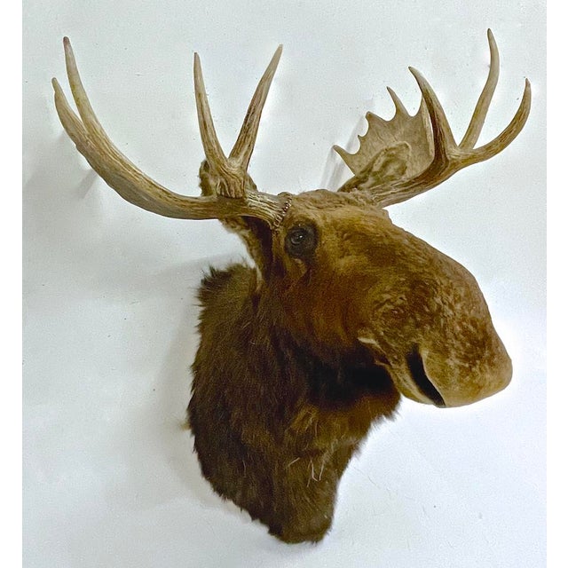 Antique North American Moose Shoulder Mount | Chairish