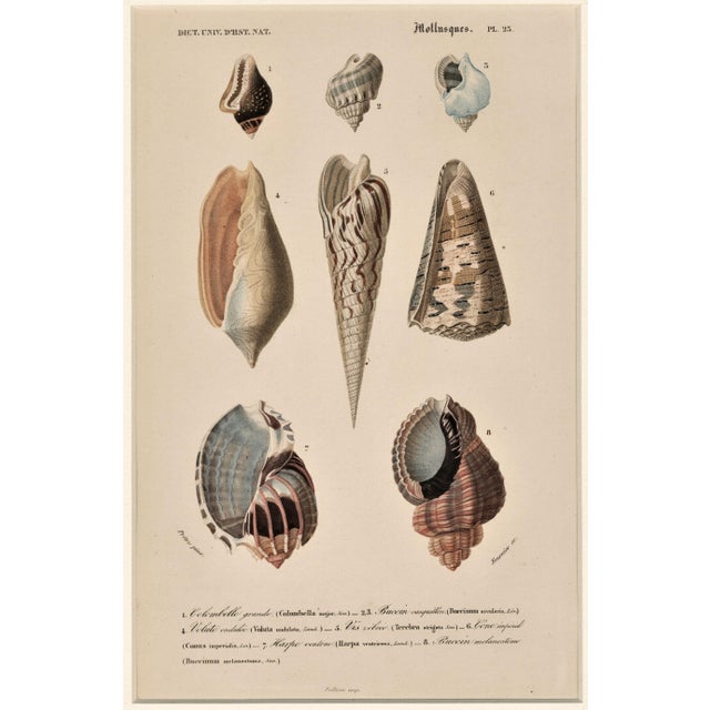 1849 Matted Hand-Colored Seashell Engraving Print | Chairish