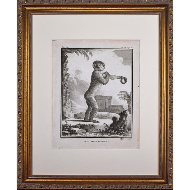 18th Century Original French Monkey Engraving by Buffon 1789 | Chairish