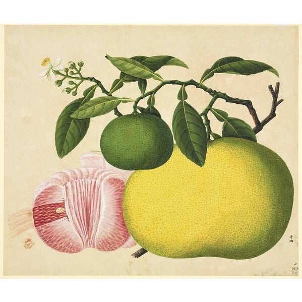 Reeves 19th C. Botanical Artwork Print | Chairish