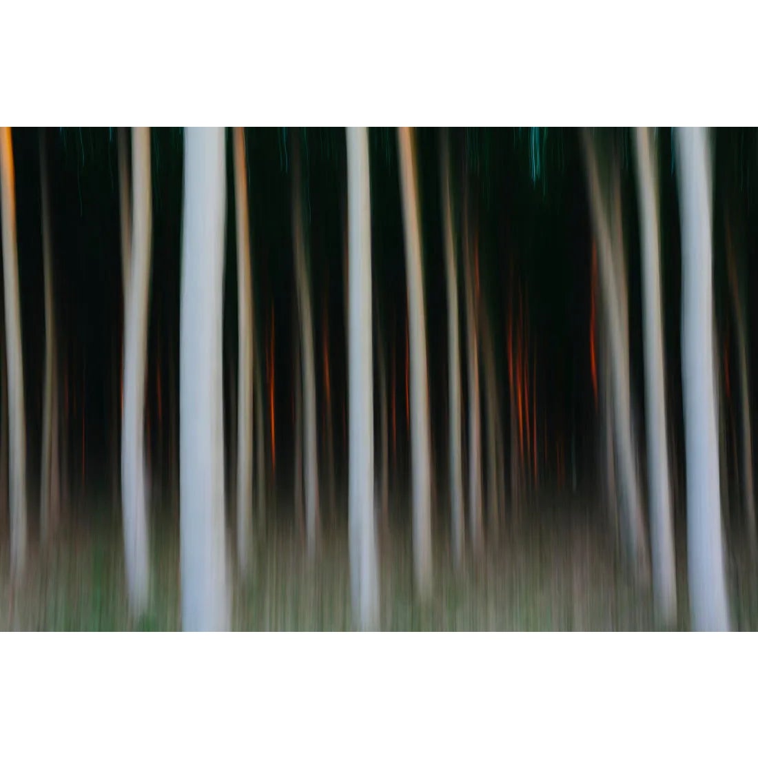 Mint Images, A Plantation of Poplar Trees, Photographic Paper | Chairish