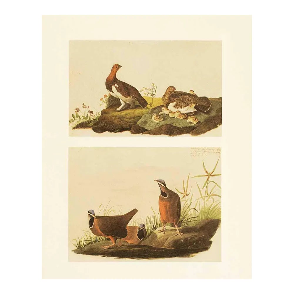 1966 Vintage Cottage Print "Blue-Headed Quail Doves" After John James ...