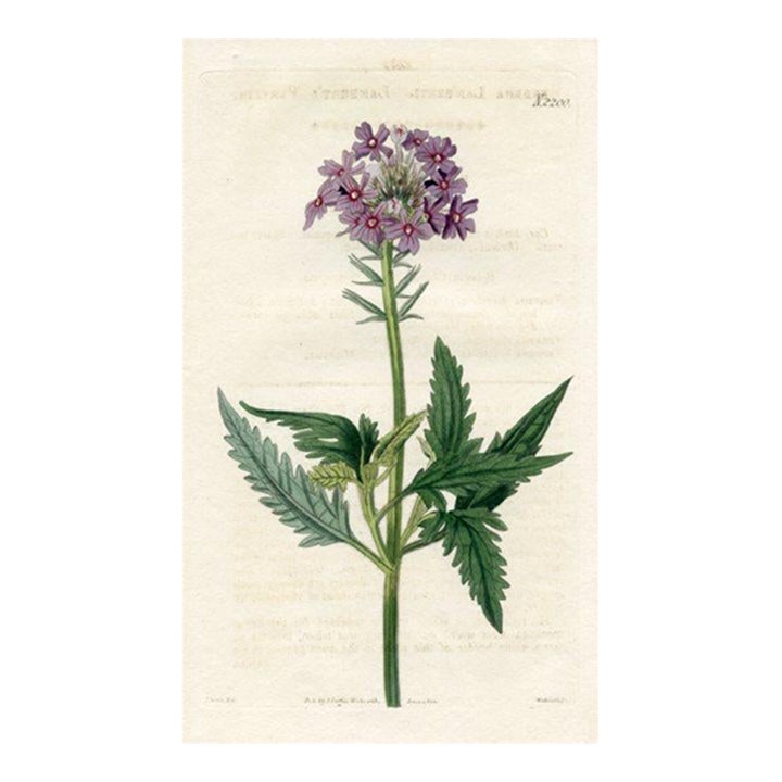 1820, Verbena Botanical Print, Curtis's Botanical Magazine, Original ...