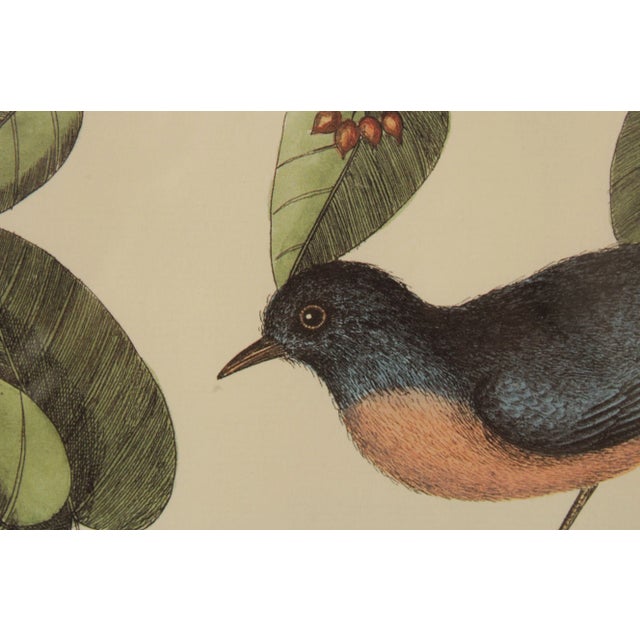 Vintage 'Rubecula Americana The American Blew-Bird' Engraving after ...