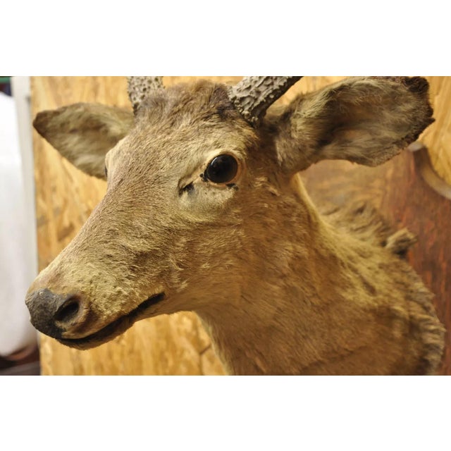 Vintage Red Deer Shoulder Mount Antler Horn Rack Taxidermy Cabin Wall ...