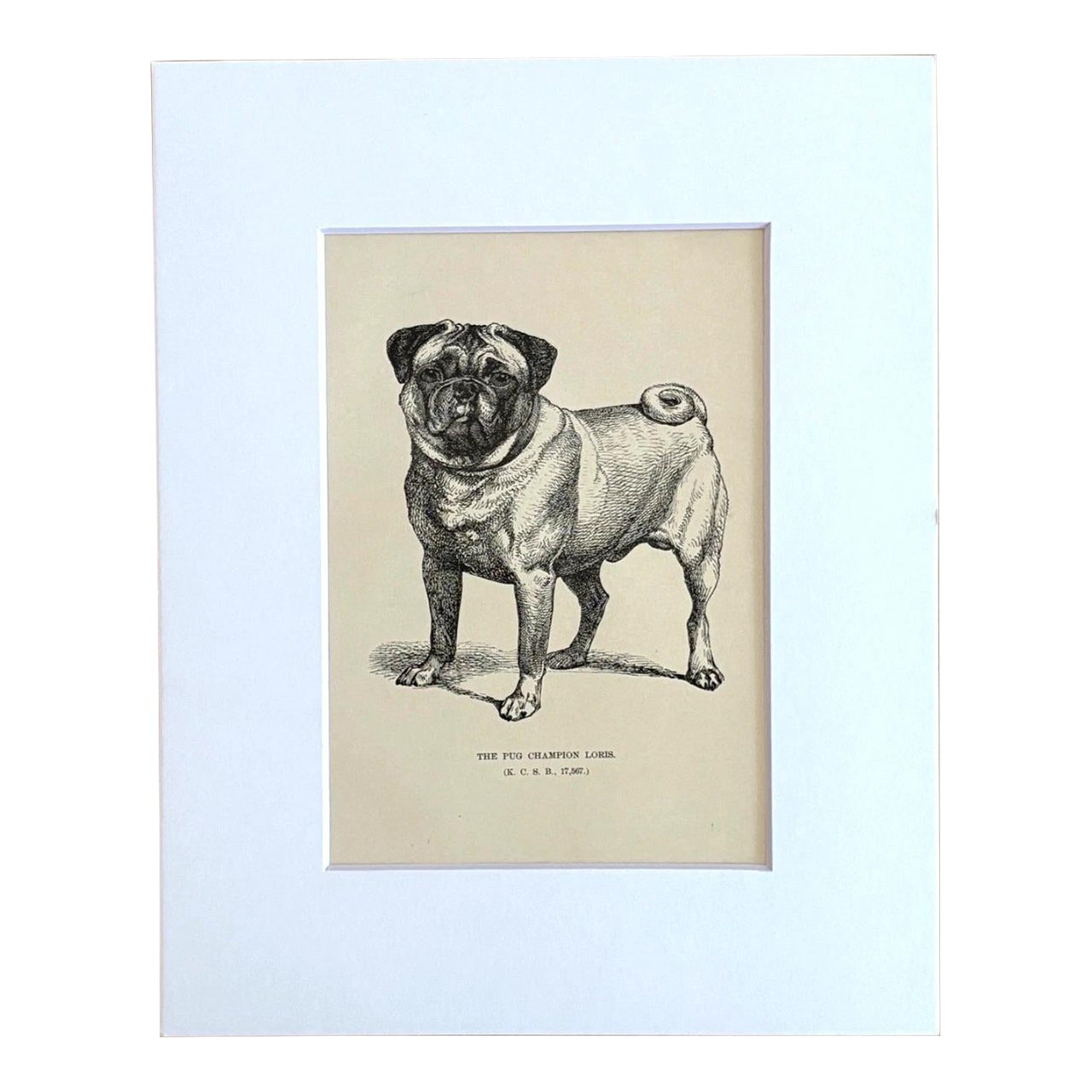 Antique 1890s Dog Print in 8 x 10 Mat: "The Pug Champion Loris" | Chairish