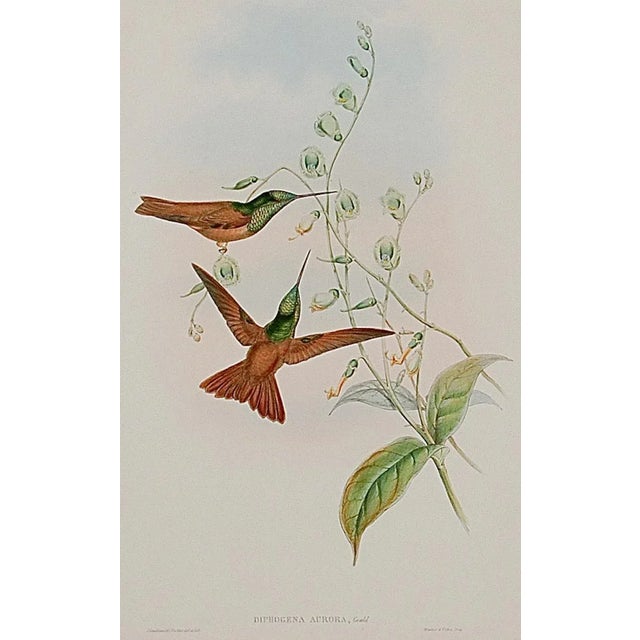Bolivian Rainbow Hummingbirds: A Framed 19th C. Hand-Colored Lithograph ...