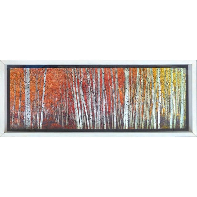 Peter Lik "Harmony" Fine Art Photograph of Aspen, Co | Chairish