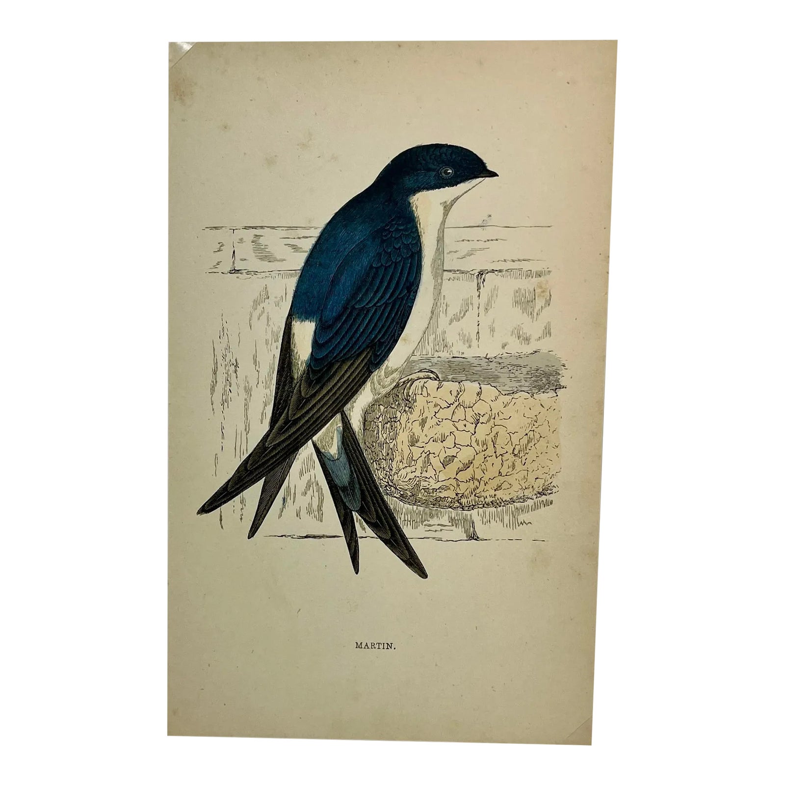 Antique Hand Tinted Bird Print From England Featuring a Blue & White ...