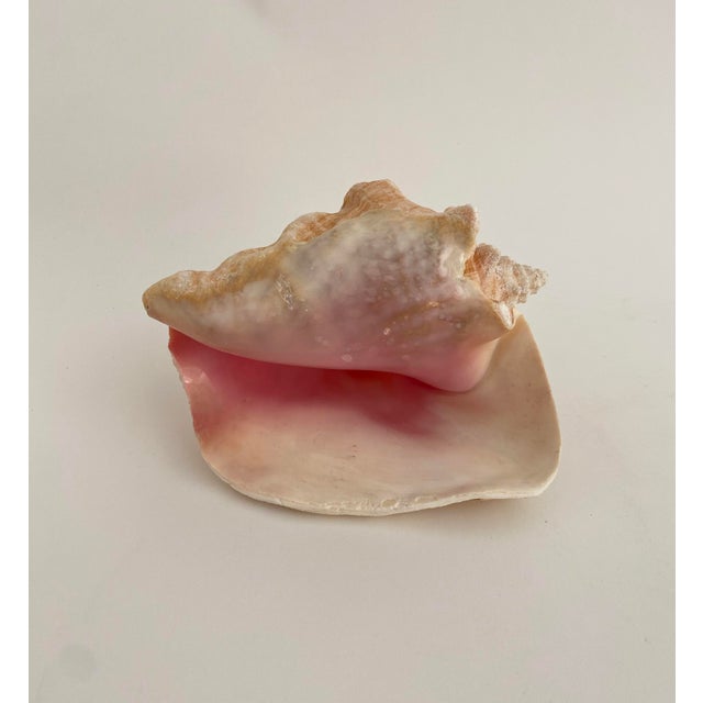 Natural Conch Shell | Chairish