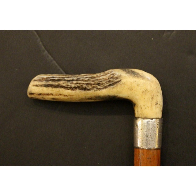 Early 20th Century Antler Handled Malacca Walking Stick | Chairish